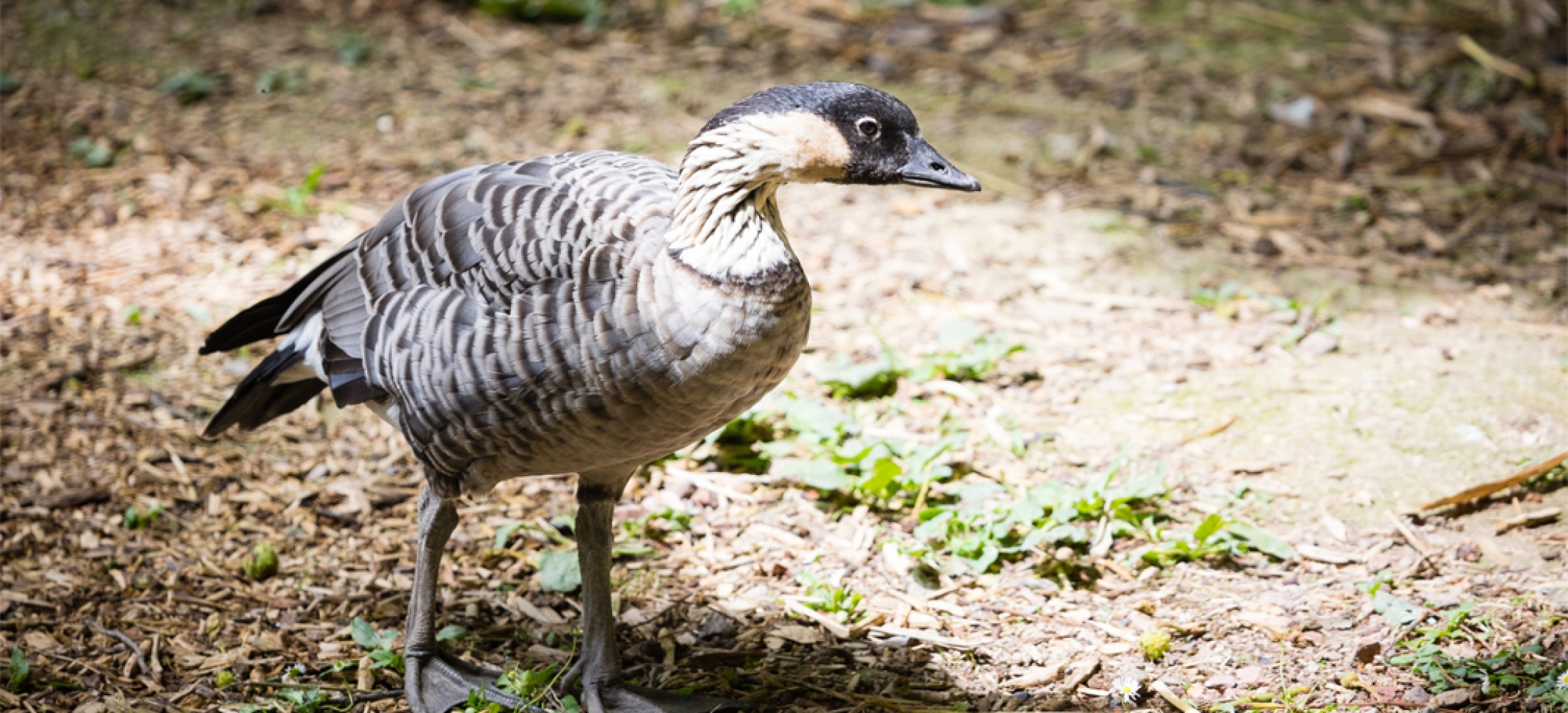 Bernache Hawaï - Parc des Cytises