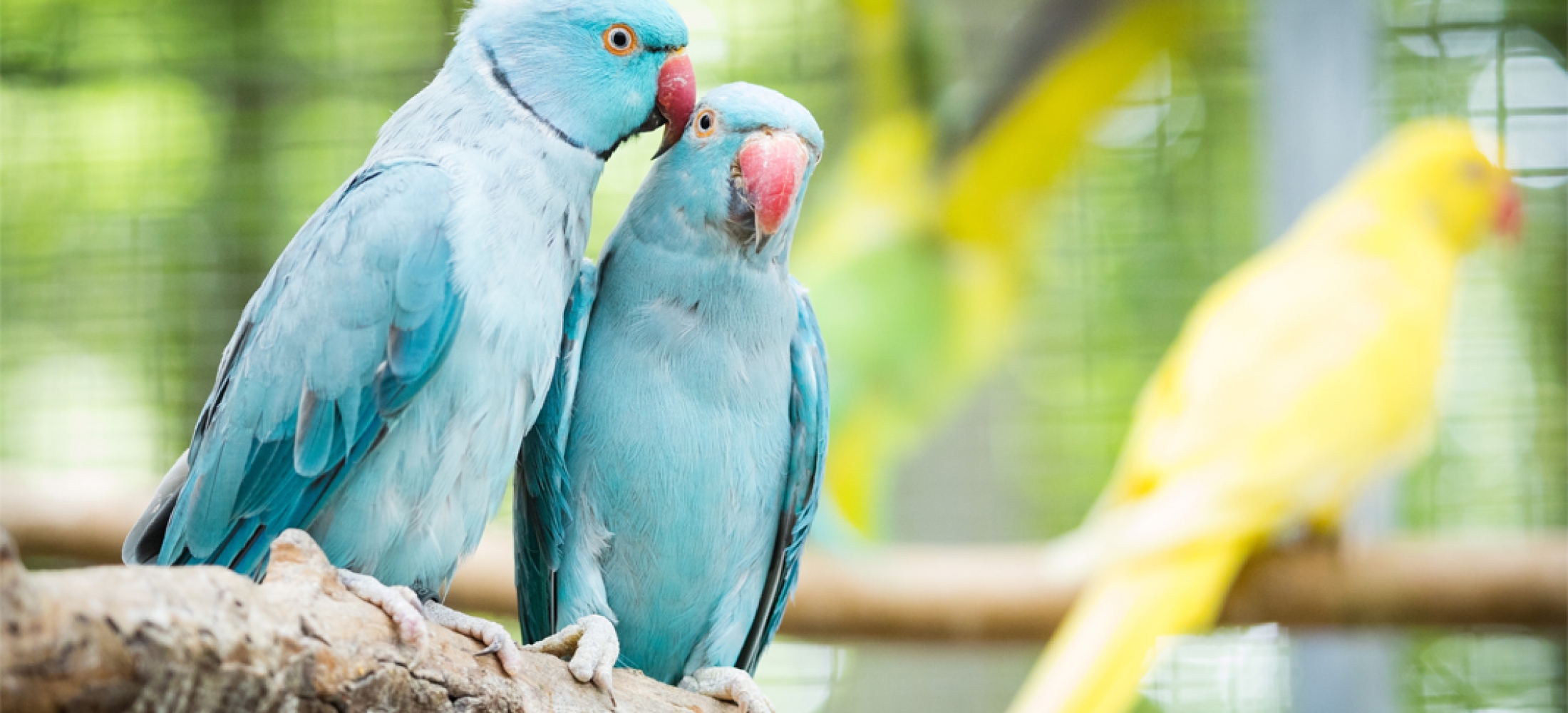 Perruche à collier - Parc des Cytises
